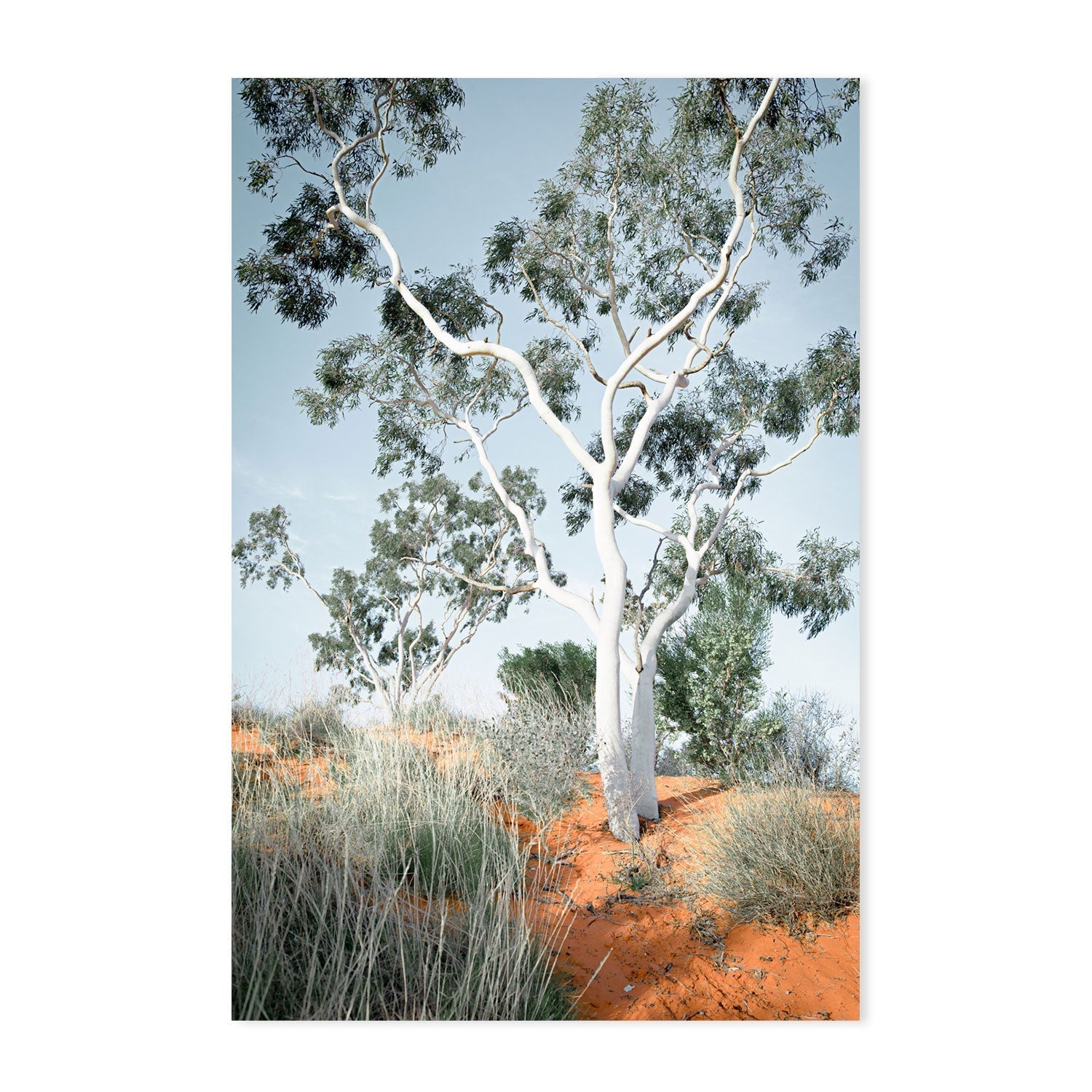Australian Gum Tree|Canvas Print Poster Wall Art | Gioia
