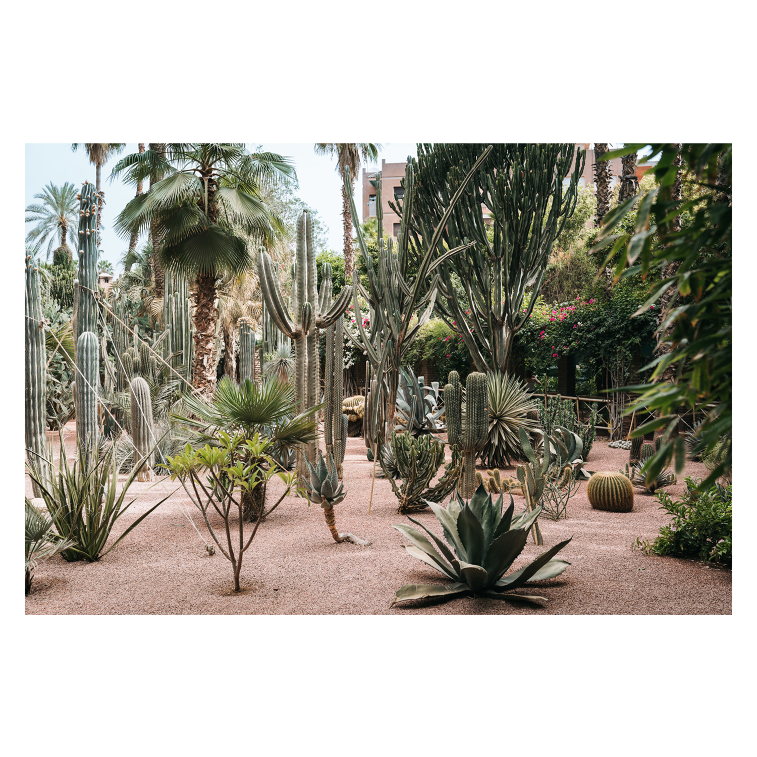Desert Flora Of Morocco , By Josh Silver |Fine Art Print Poster Canvas