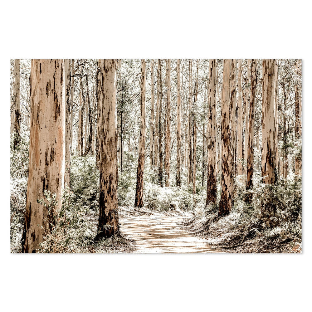 Karri Forest |Fine Art Print Poster Canvas Framed