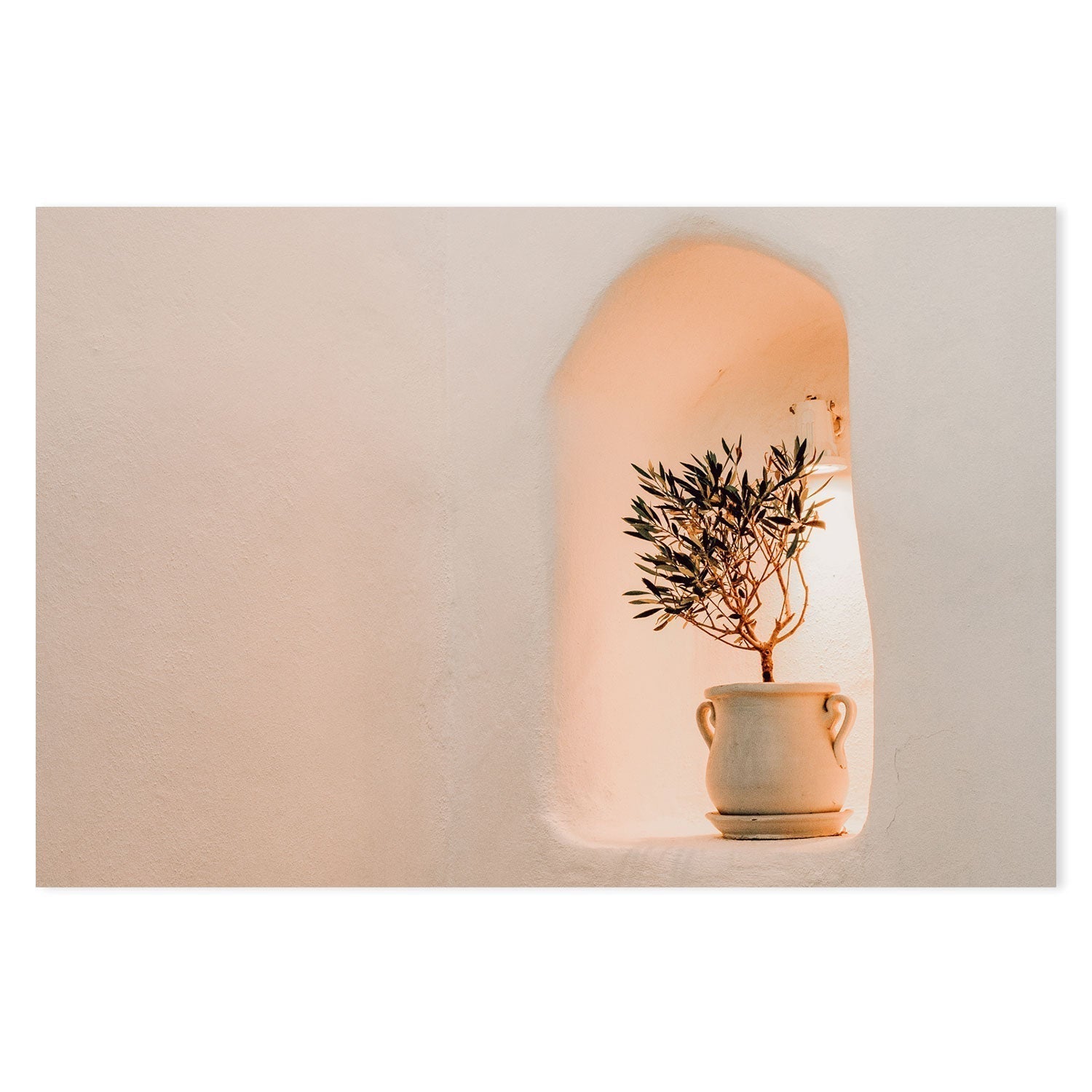 Little olive tree in flower Pot |Fine Art Print Poster Canvas Framed