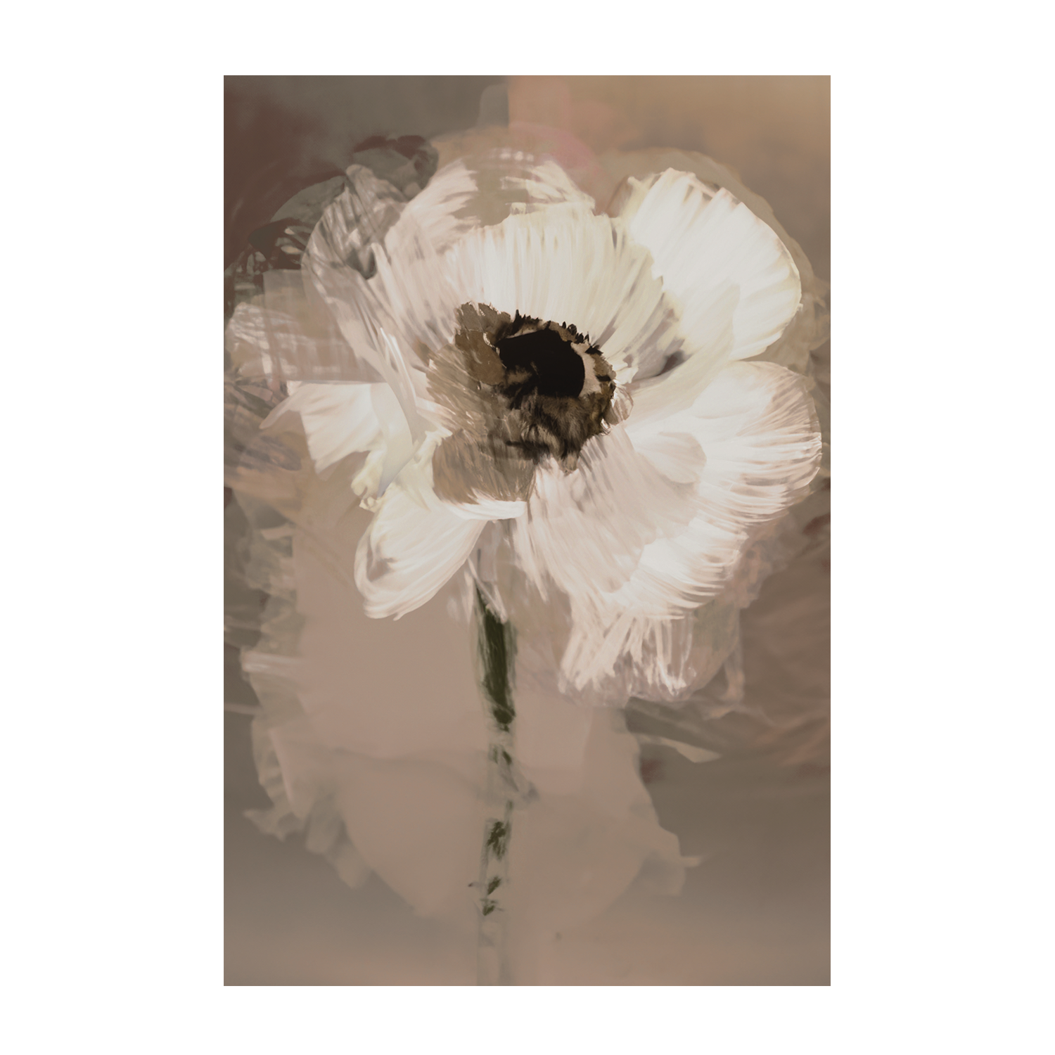 Muted Daisy , By Dear Musketeer Studio |Fine Art Print Poster Canvas