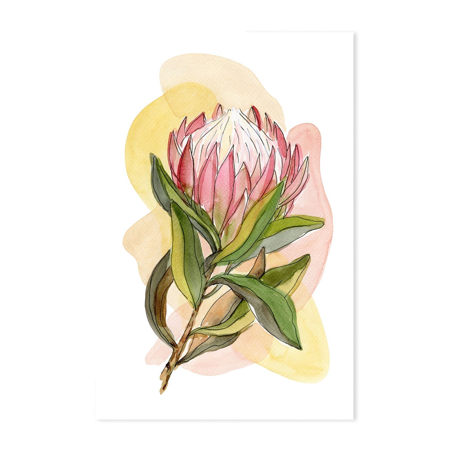 Protea Line Drawing , By Jessie Mitchelson