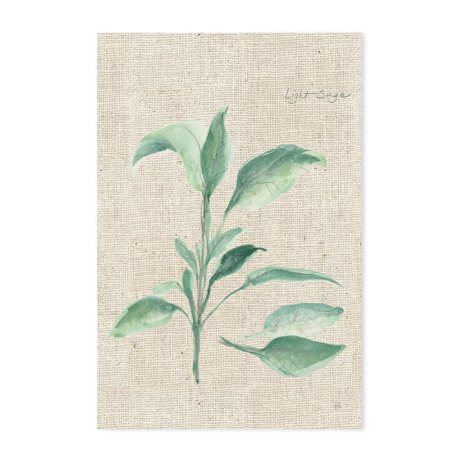 Sage , By Chris Paschke |Fine Art Print Poster Canvas Framed